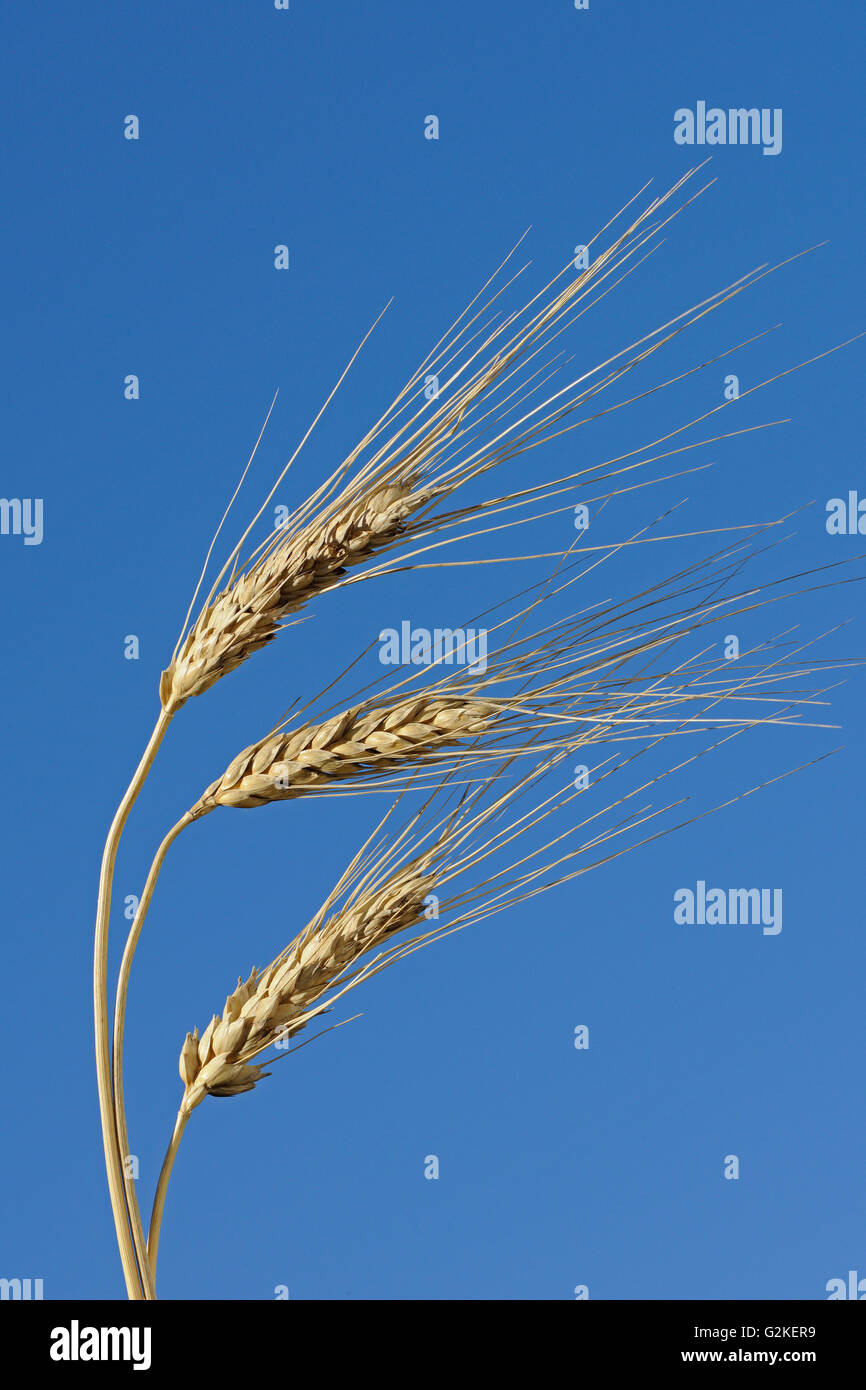 Durum wheat plant hi-res stock photography and images - Alamy