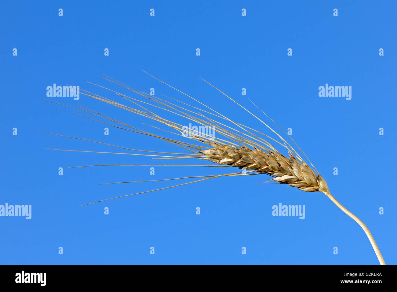 Durum wheat plant hi-res stock photography and images - Alamy