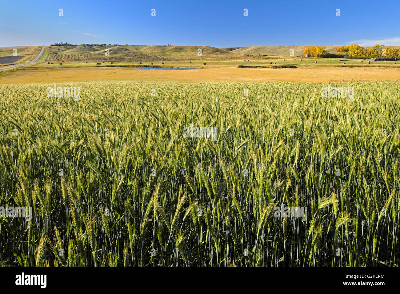 Triticale hi-res stock photography and images - Alamy