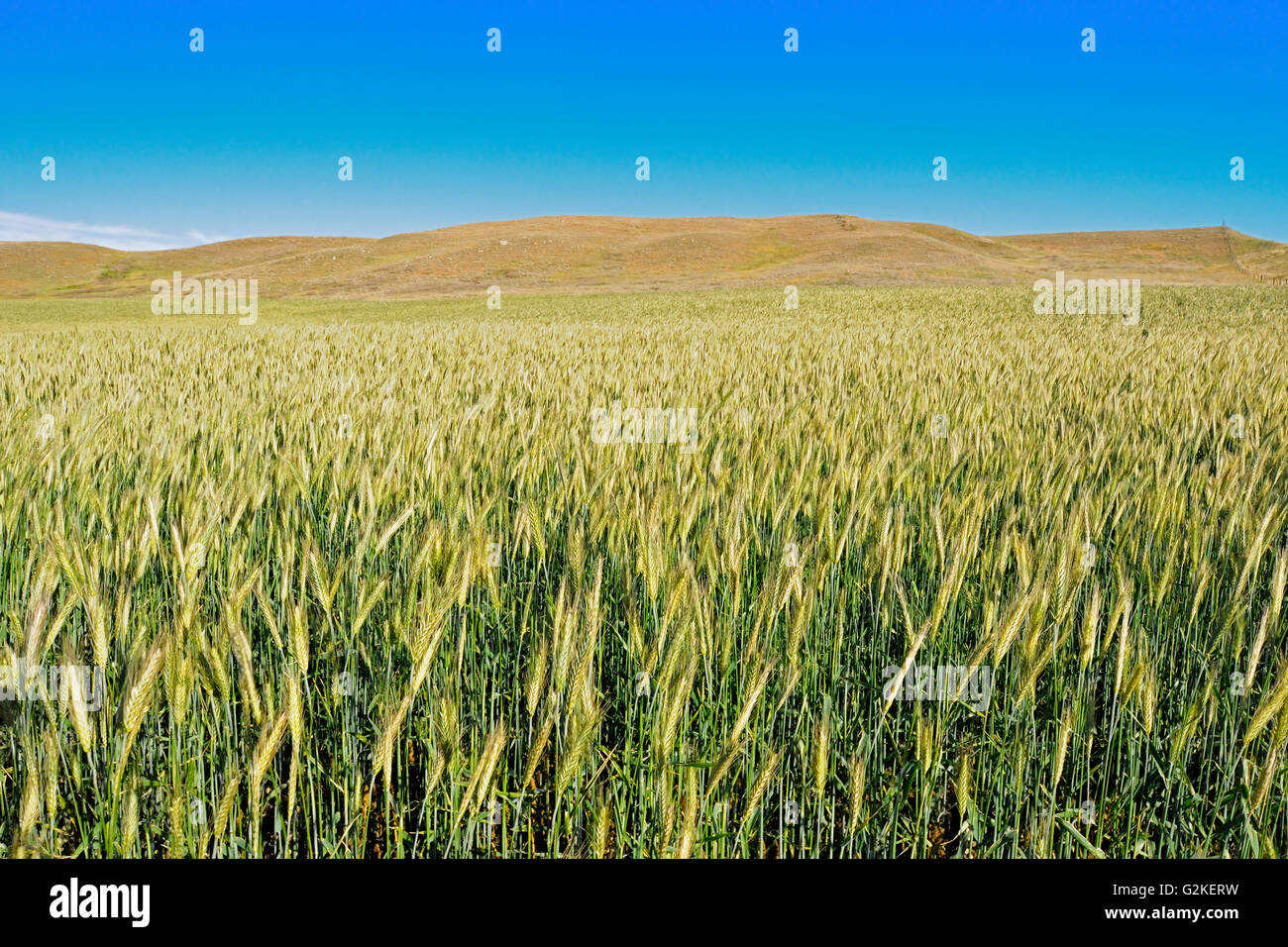 Triticale hi-res stock photography and images - Alamy