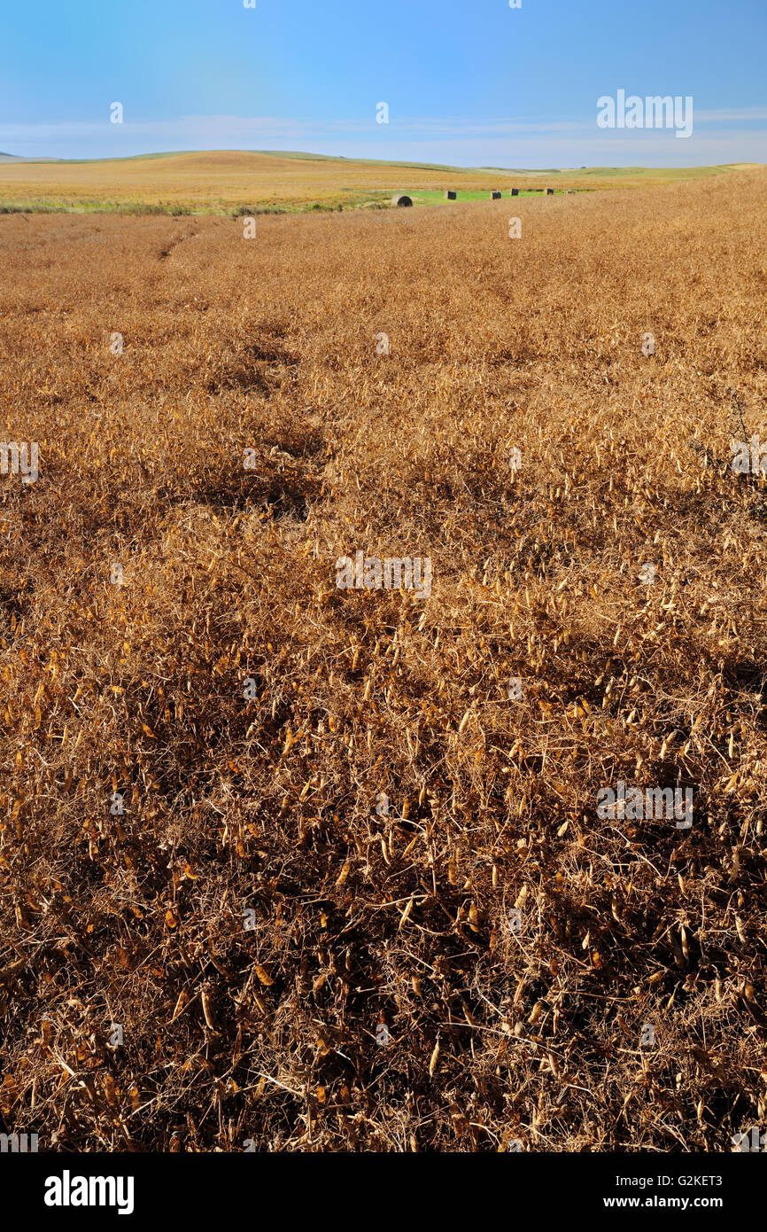 Yellow peas Webb Saskatchewan Canada Stock Photo - Alamy