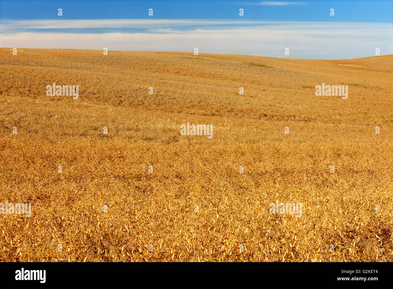 Yellow peas farming hi-res stock photography and images - Alamy