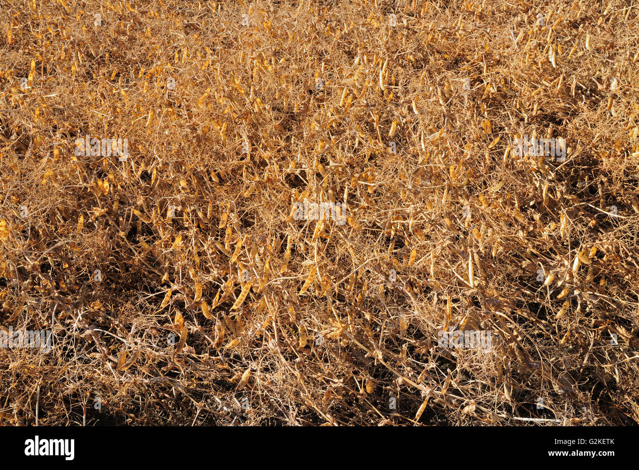 Yellow peas hi-res stock photography and images - Alamy