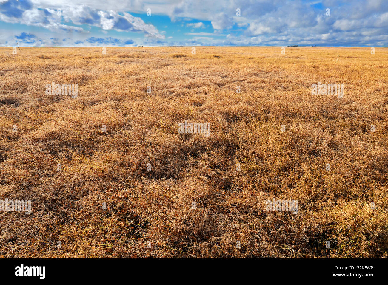 Canadian lentils hi-res stock photography and images - Alamy