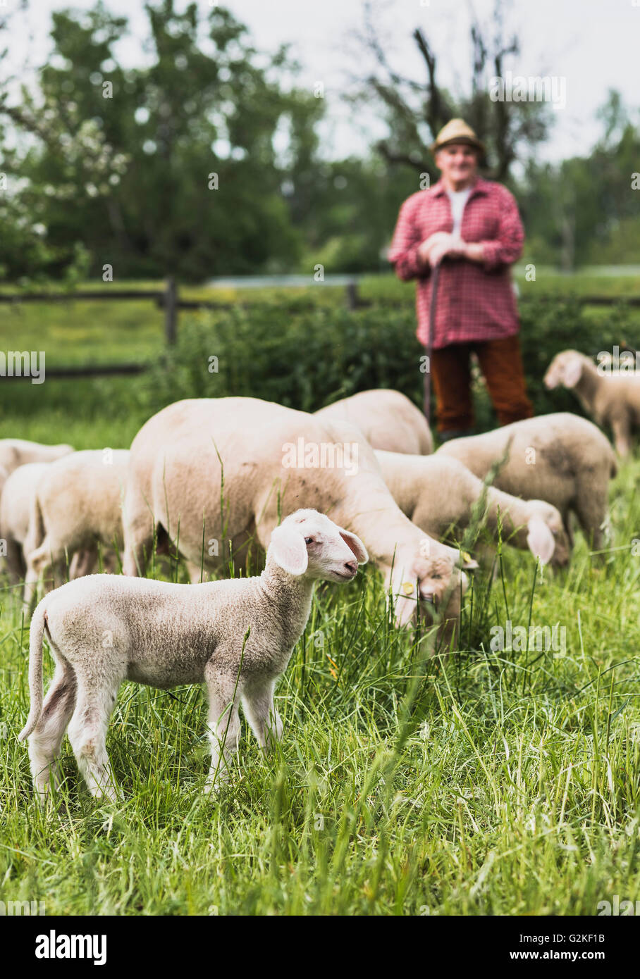 Shepherd with flock of sheep on pasture Stock Photo - Alamy