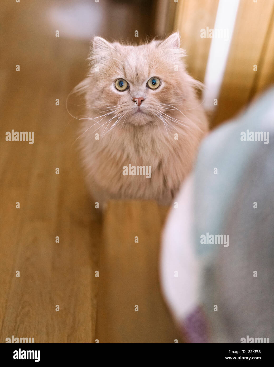Portrait of starring cat at home Stock Photo - Alamy