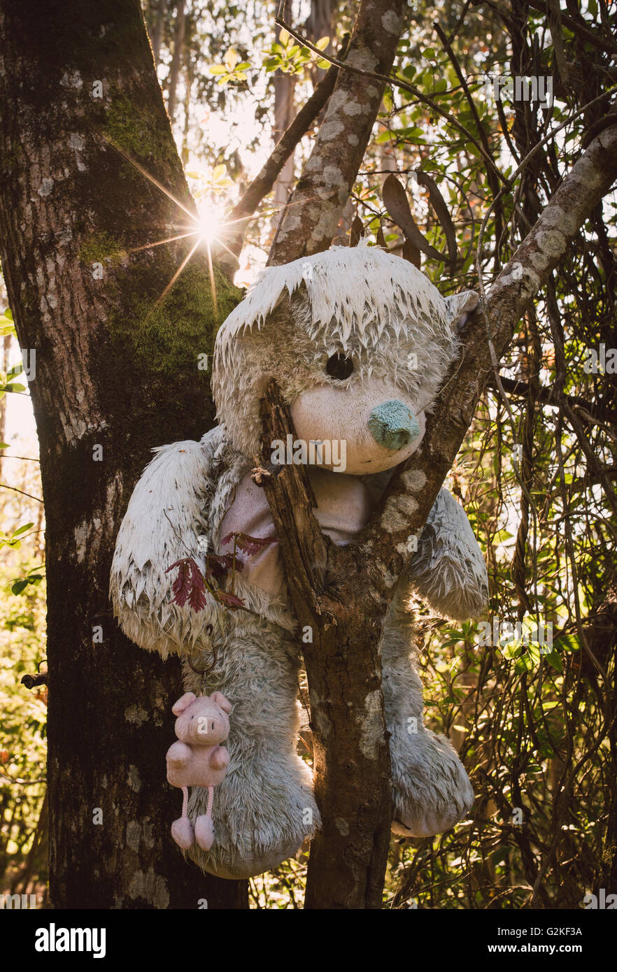 Disturbing teddy bear hanging on a tree in the forest Stock Photo - Alamy