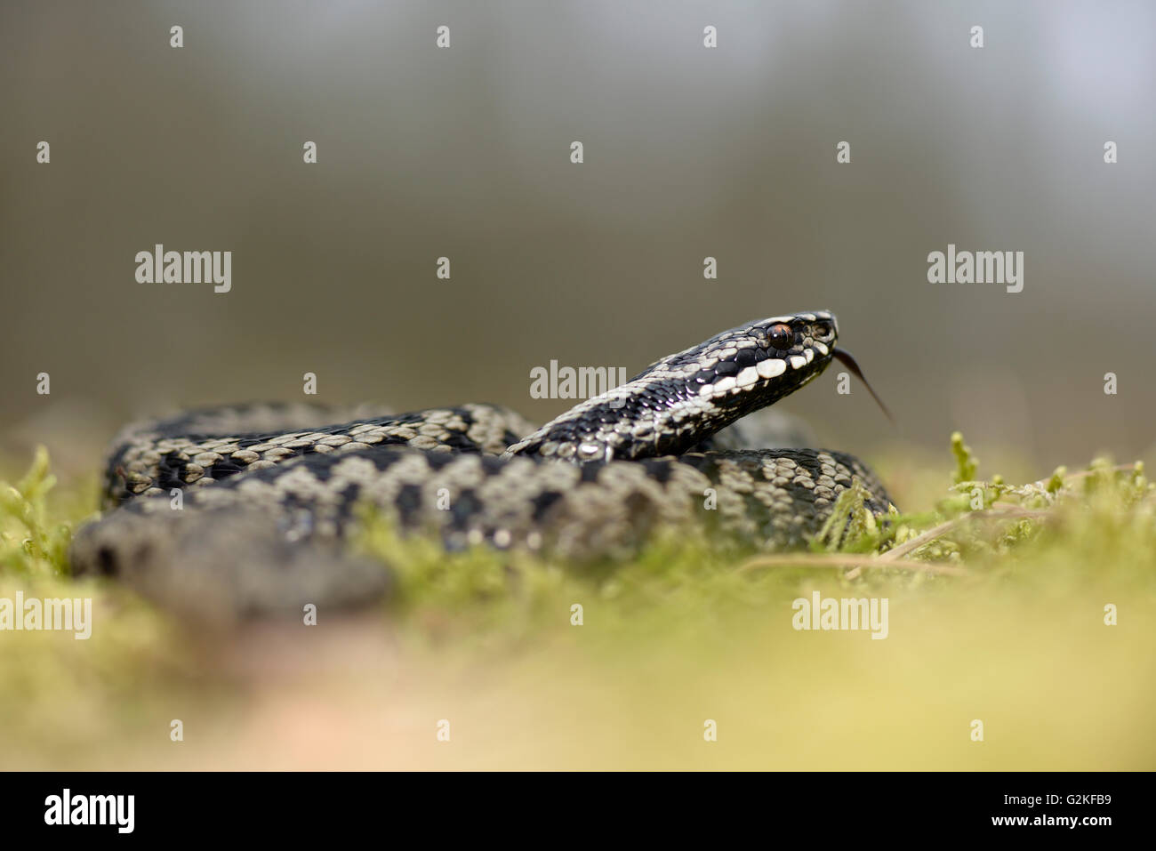 Common Viper High Resolution Stock Photography and Images - Alamy