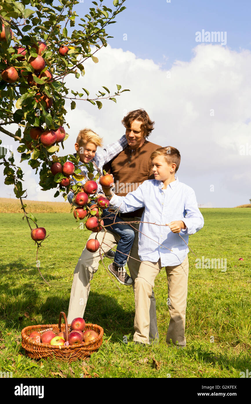 Father with two sons harvesting apples on rural meadow Stock Photo - Alamy