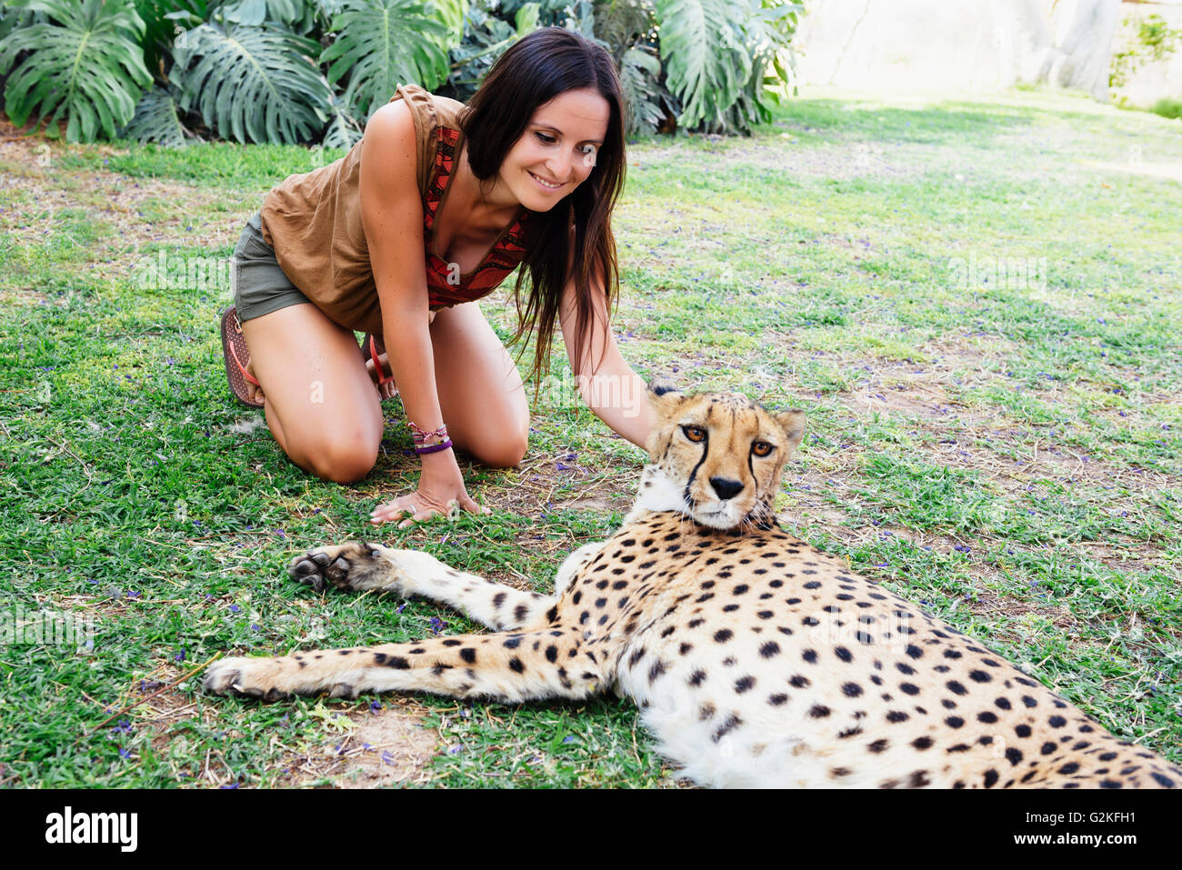 Namibia, Kamanjab, tourist petting a tame cheetah Stock Photo - Alamy