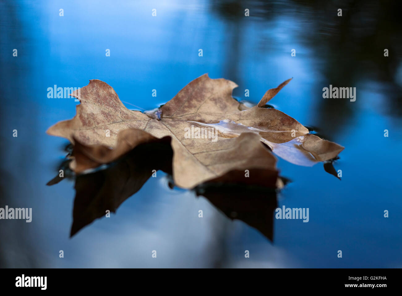 single floating brown leaf closeup with sky reflection in the water ...