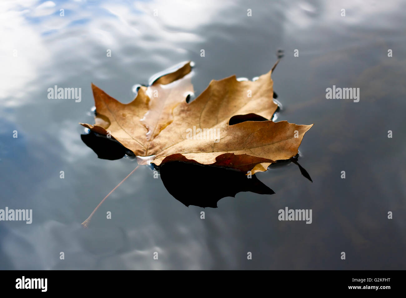 single floating brown leaf closeup with sky reflection in the water ...