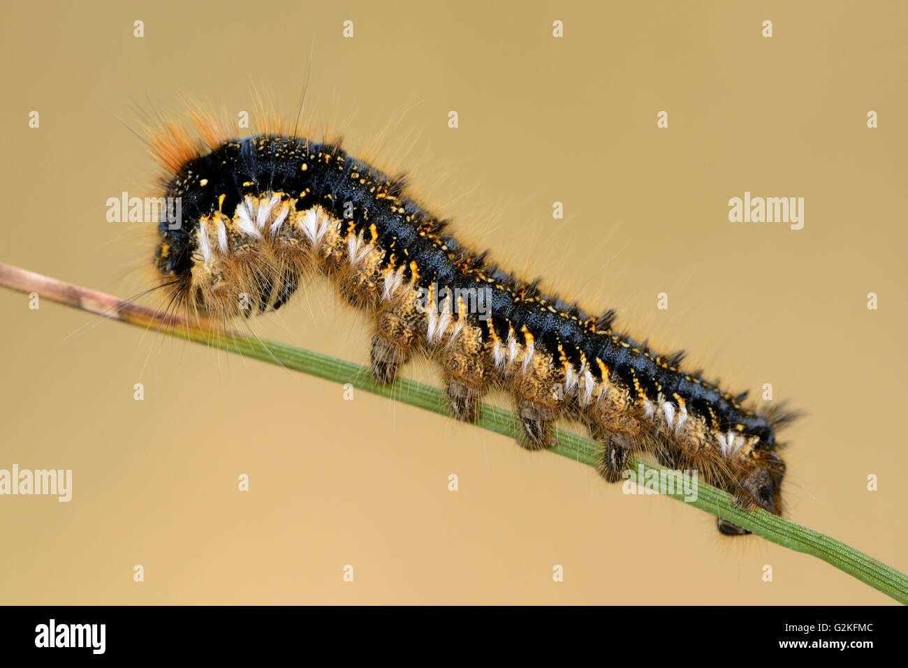 Creeping Caterpillar High Resolution Stock Photography and Images - Alamy