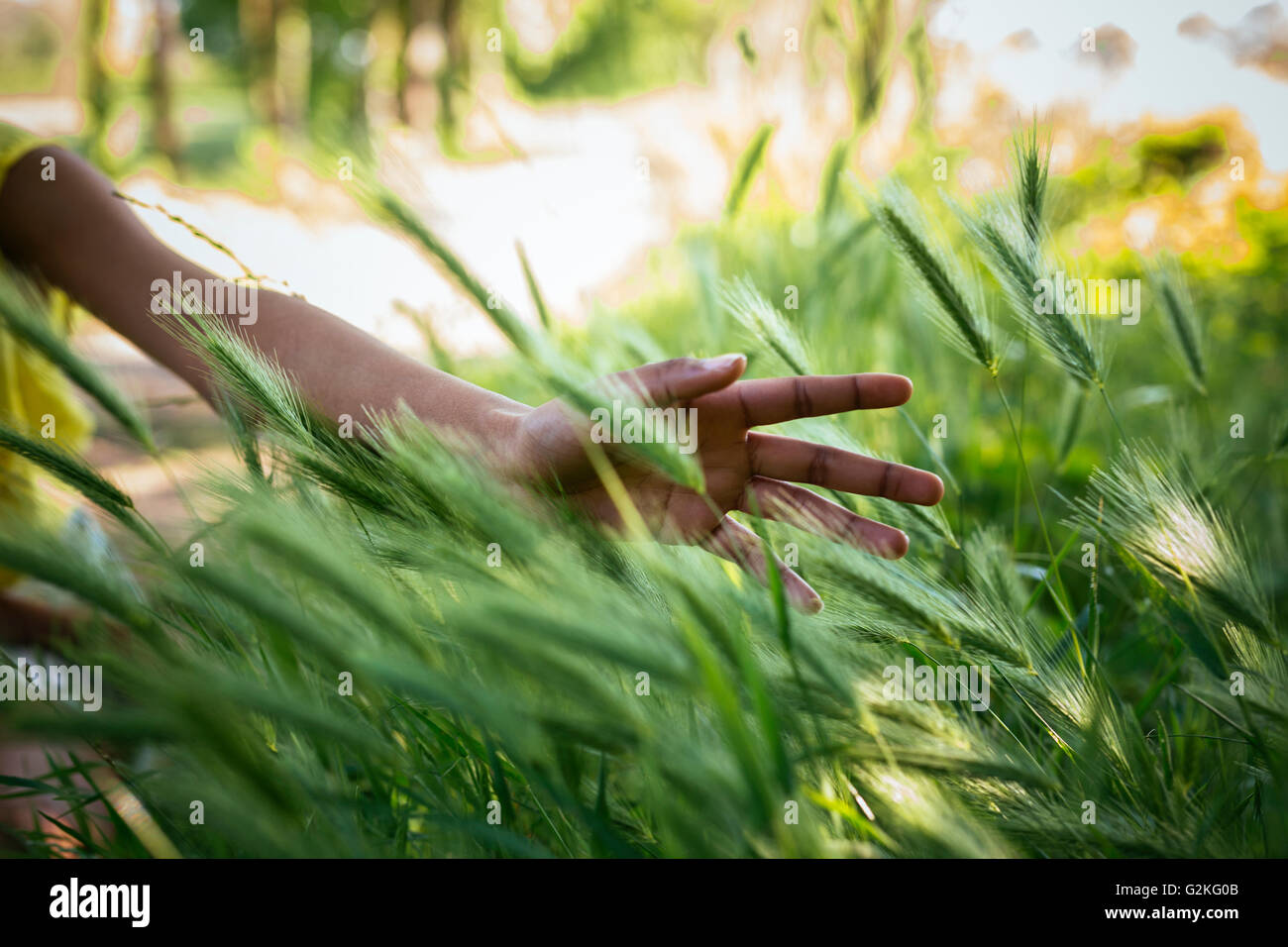 Hand of woman touching grasses Stock Photo - Alamy Hand of woman touching grasses Stock Photo - Alamy