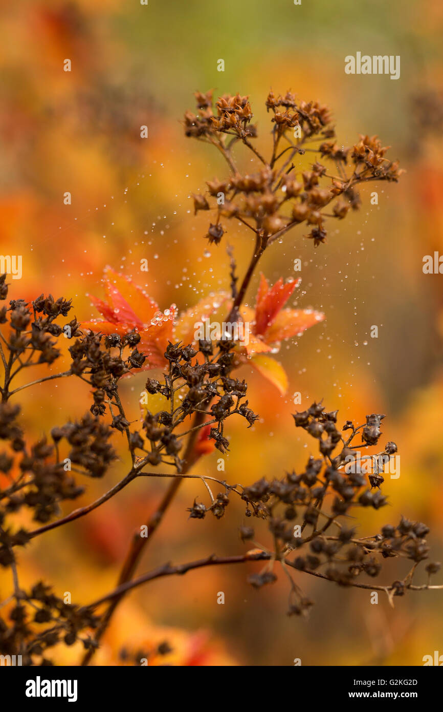 Spiraea japonica magic carpet hi-res stock photography and images - Alamy