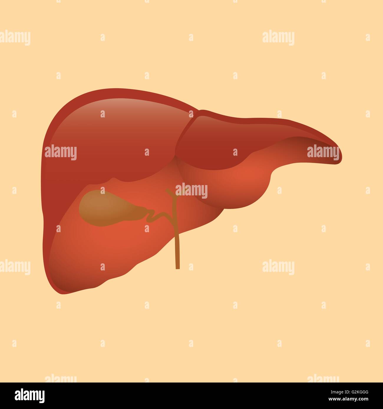 liver isolated object orange background vector Stock Vector Image & Art ...