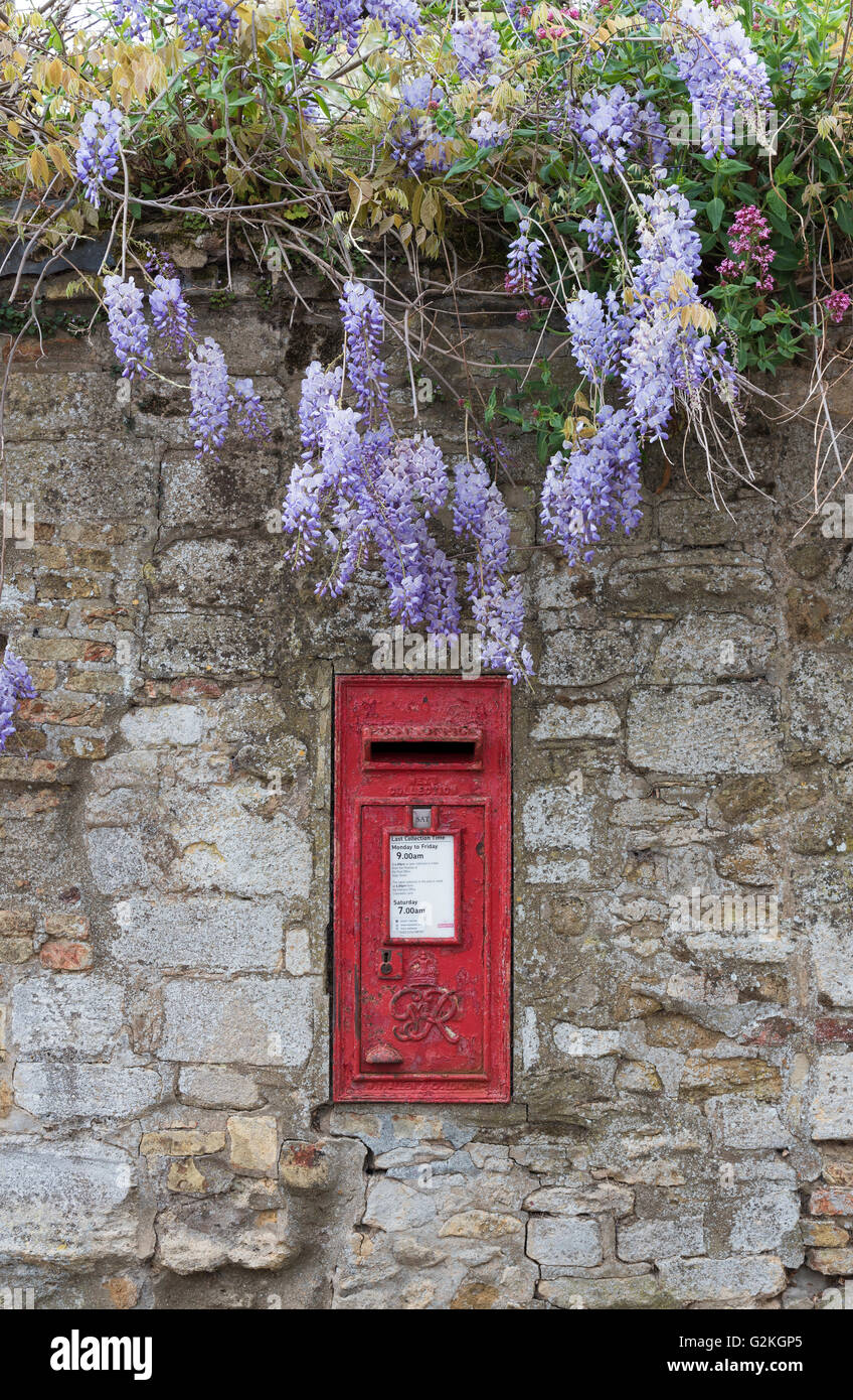 George VI Royal Mail box in stone wall wisteria blooms hanging down Ely ...
