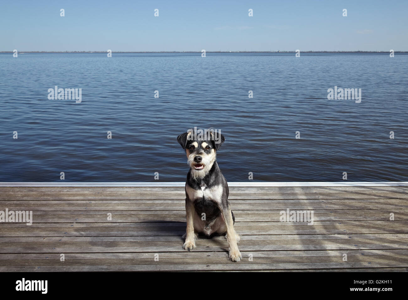 Portrait of dog sitting on jetty Stock Photo - Alamy