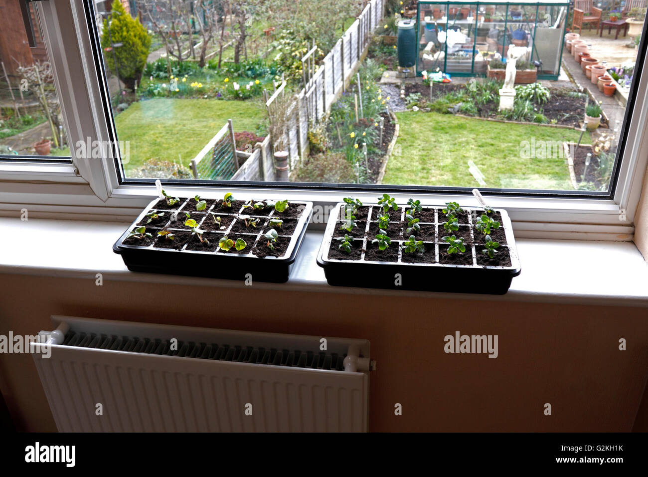 Seeds on a windowsill hi-res stock photography and images - Alamy