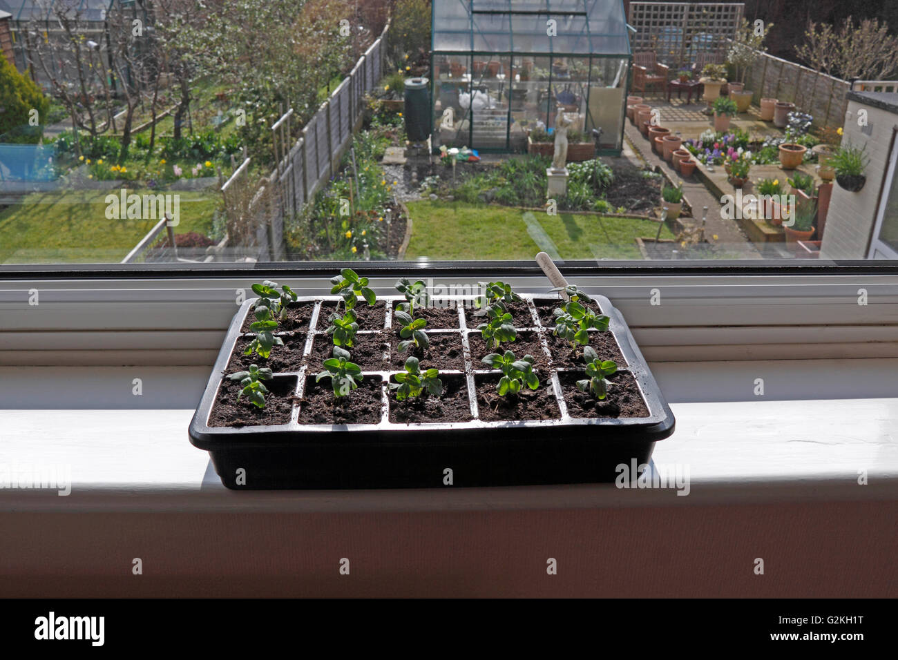 Plants on the windowsill hi-res stock photography and images - Alamy