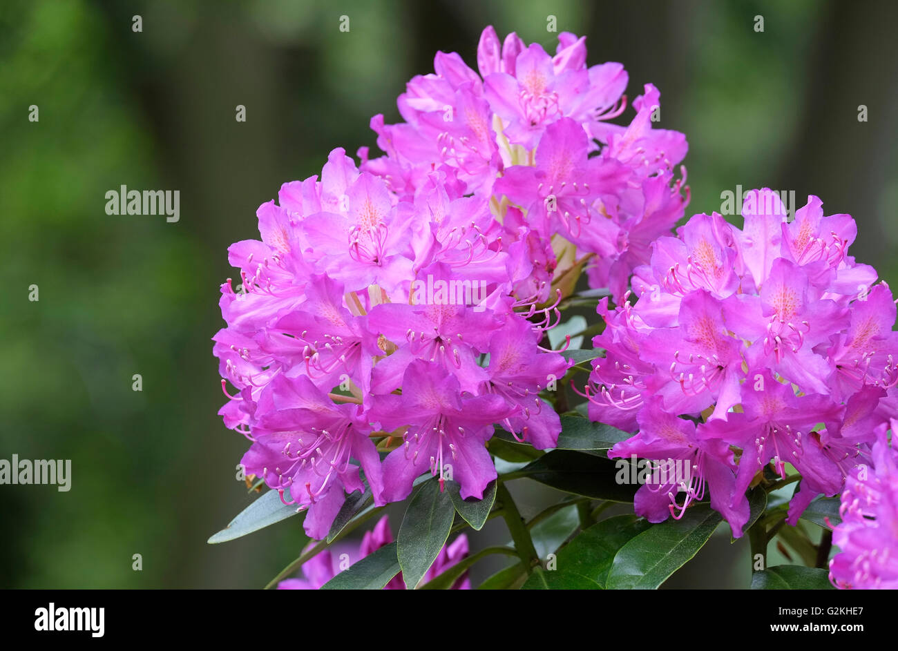 pink rhododendron flowers Stock Photo - Alamy