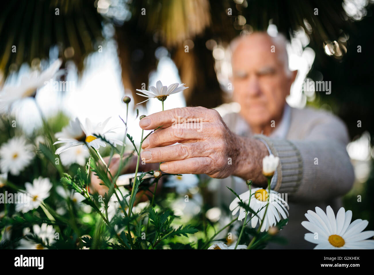 Senior man's hand picking flower in the garden Stock Photo - Alamy