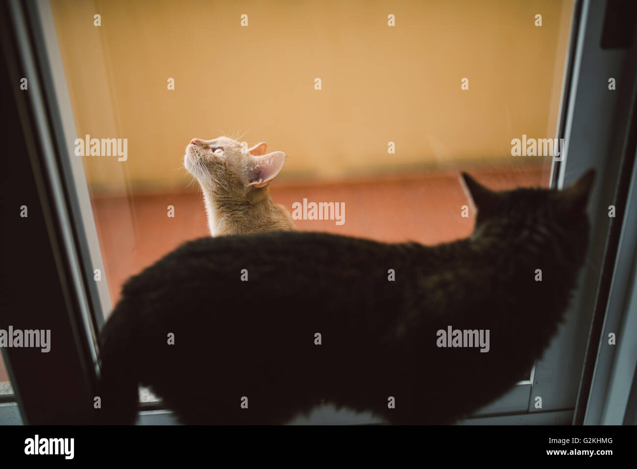 Two cats separated by a window Stock Photo - Alamy
