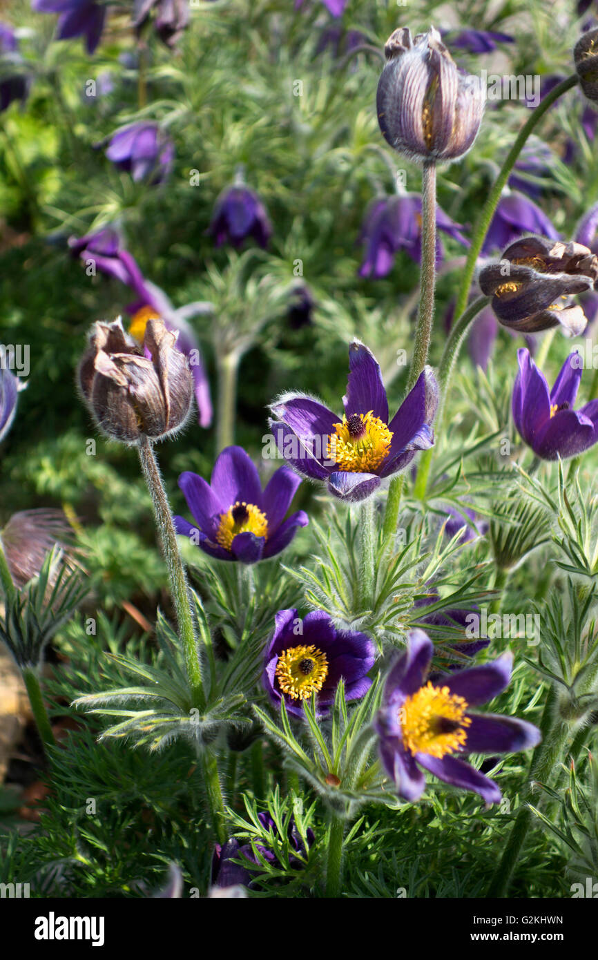 Common pasque flower, Anemone pulsatilla Stock Photo - Alamy