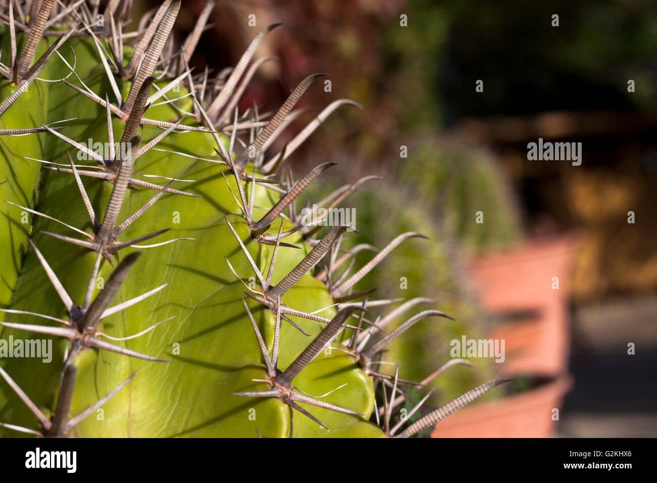 cactus spikes closeup with shadows Stock Photo - Alamy
