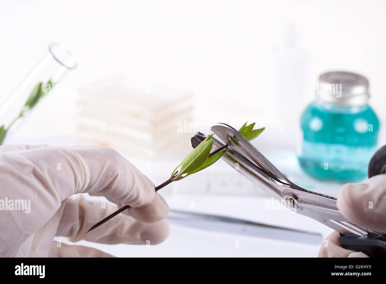 laboratory cloning experiment on plants Stock Photo - Alamy