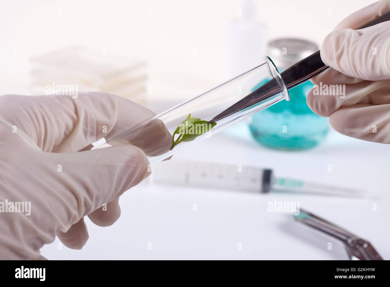 Laboratory Cloning Of Plant High Resolution Stock Photography and ...