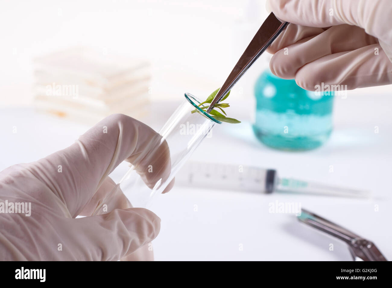 Laboratory Cloning Of Plant High Resolution Stock Photography and ...
