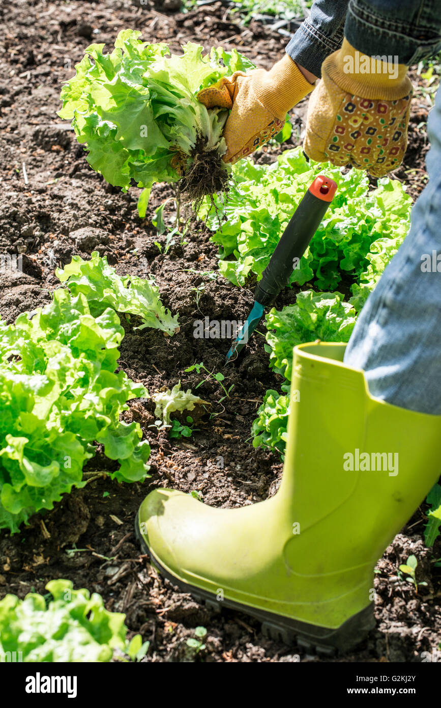 Woman picking lettuce in the garden, partial view Stock Photo - Alamy