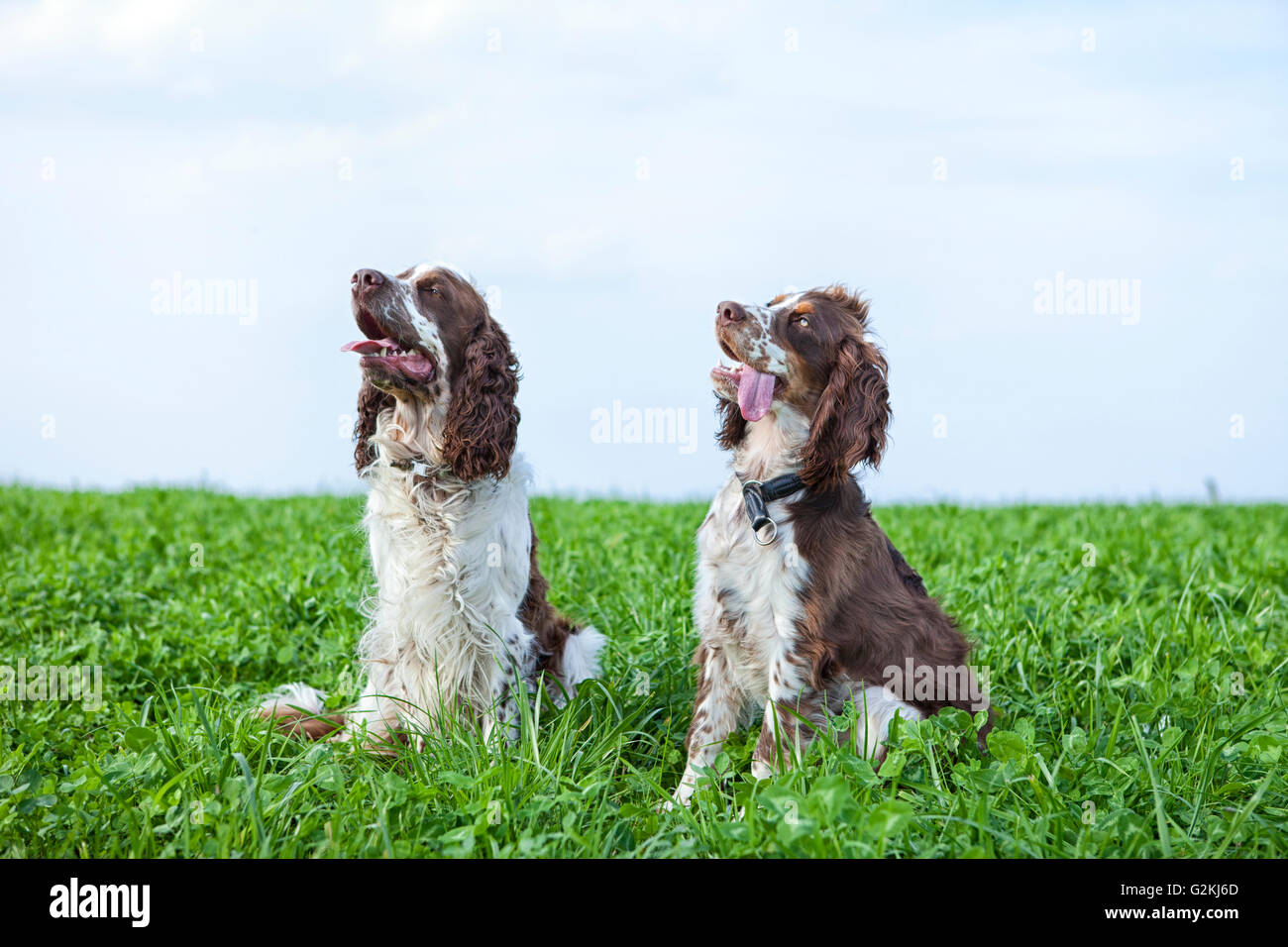 Spaniels sitting hi-res stock photography and images - Alamy