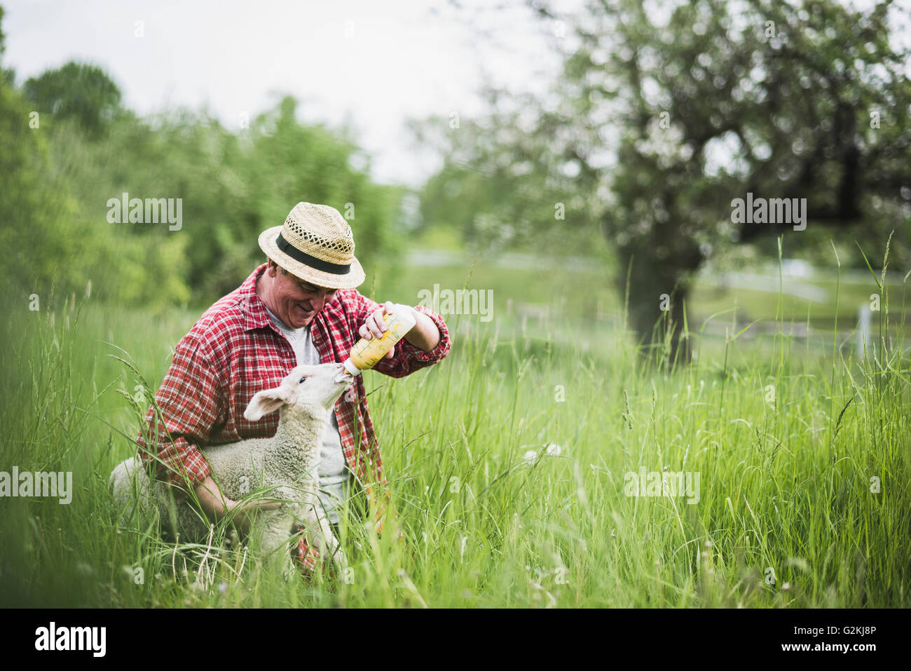 Shepherd feeding hi-res stock photography and images - Alamy