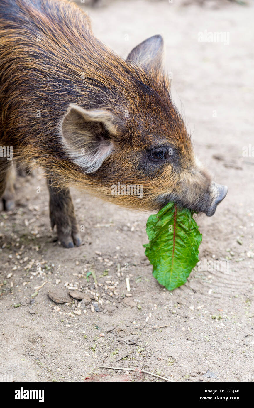 Portrait of young wild boar eating a leaf Stock Photo - Alamy