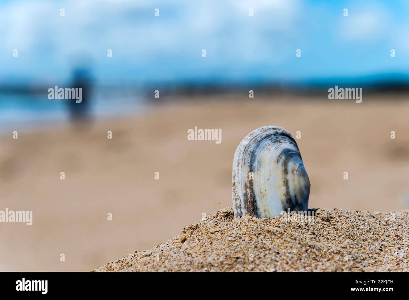 Portugal, Algarve, mussel at beach, close-up Stock Photo - Alamy