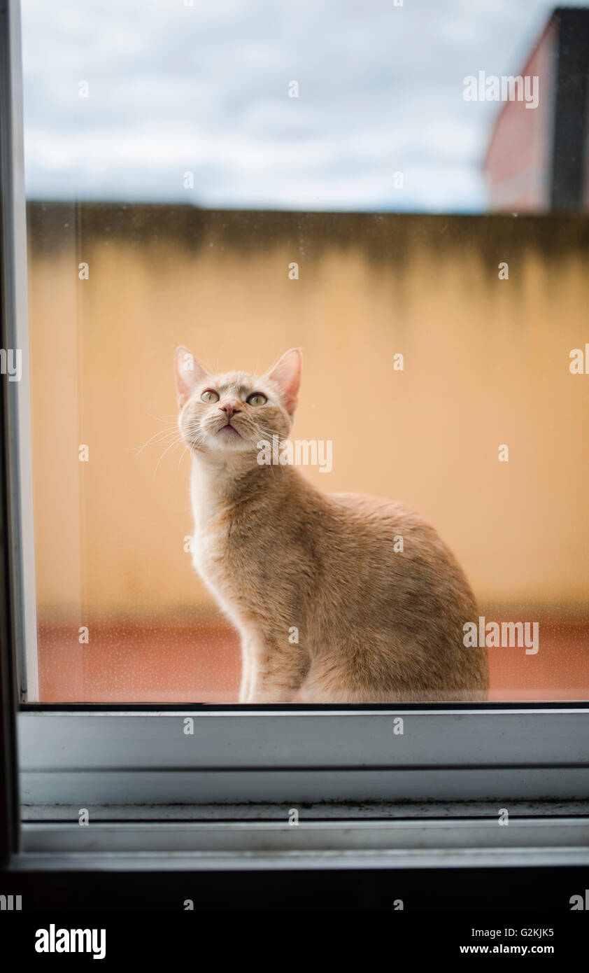 Portrait of cat sitting behind window pane looking up Stock Photo - Alamy