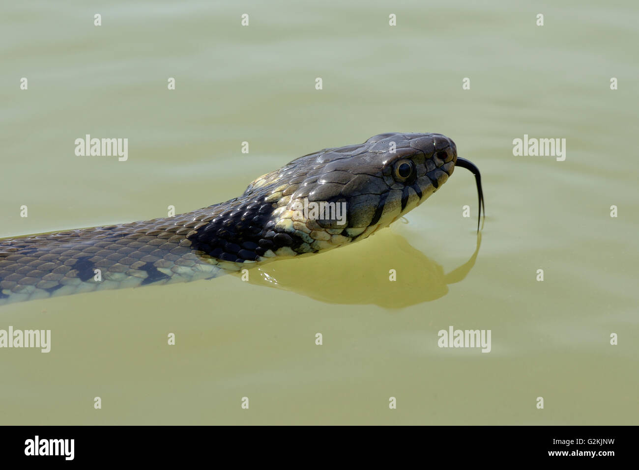 Tongue darting snake hi-res stock photography and images - Alamy