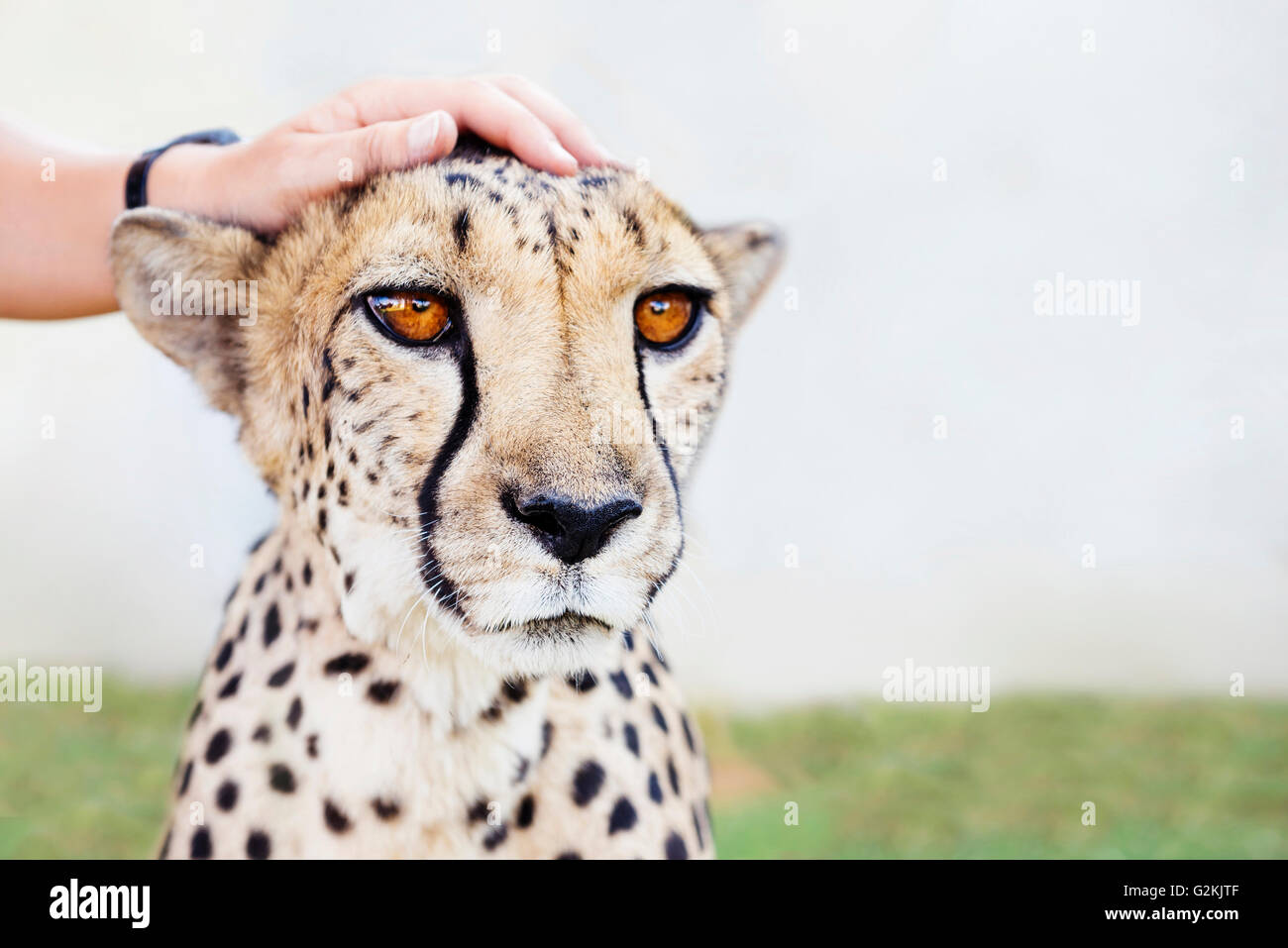 Mans hand petting tame cheetah hi-res stock photography and images - Alamy