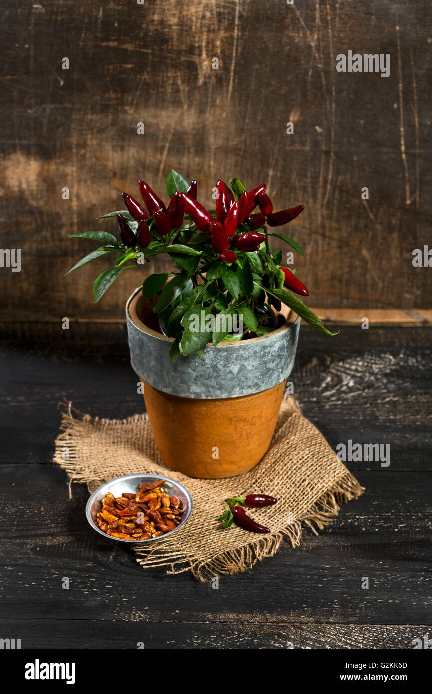 Potted chilli pepper Stock Photo - Alamy