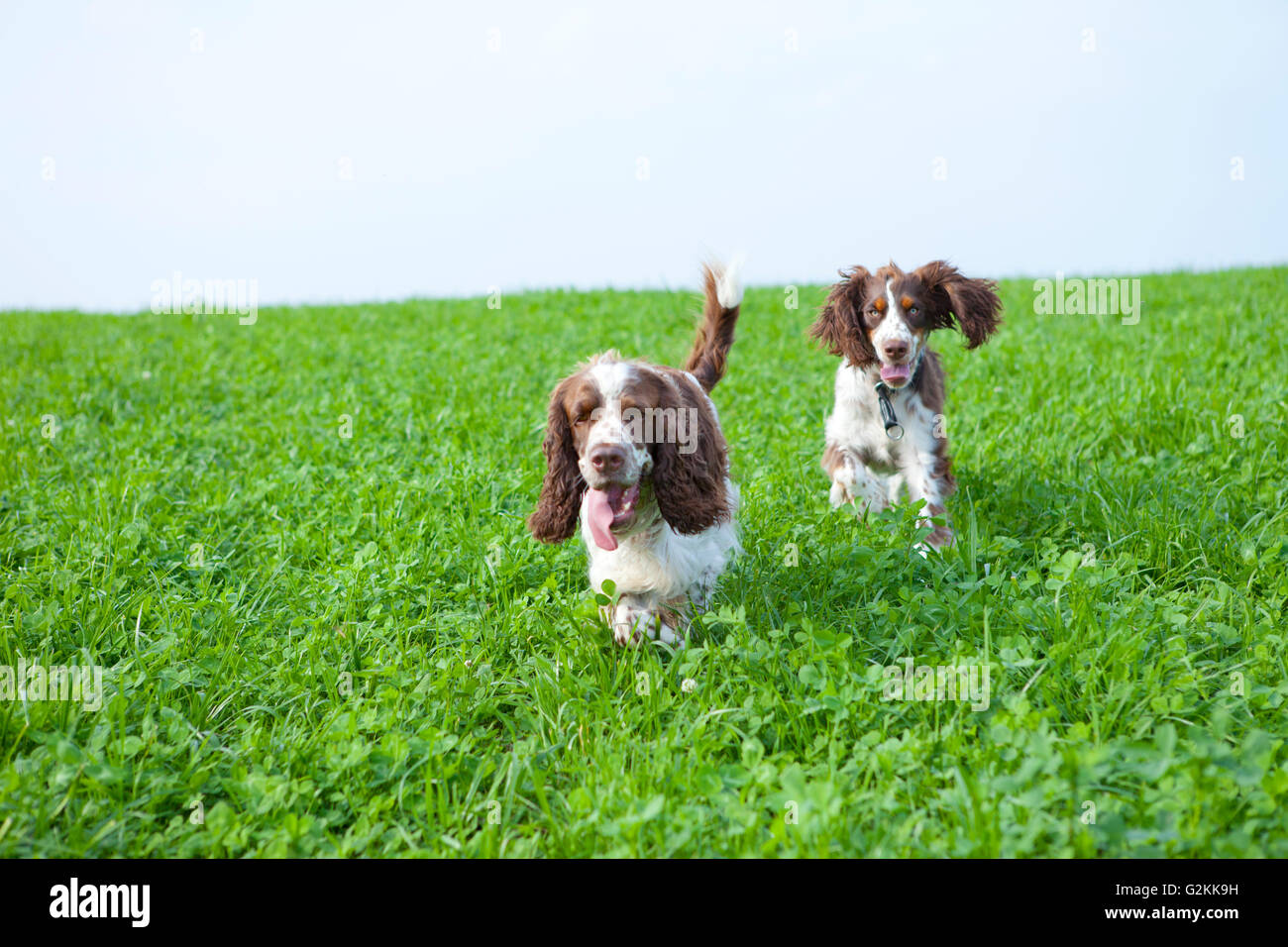 Spaniels two hi-res stock photography and images - Alamy