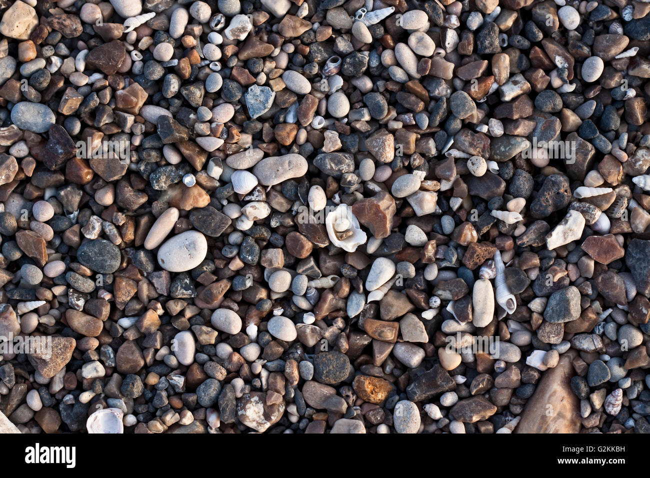 Small orange shells hi-res stock photography and images - Alamy