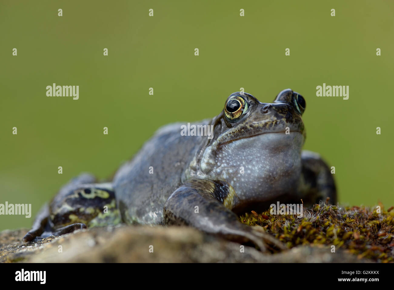 Portrait of Common frog Stock Photo - Alamy