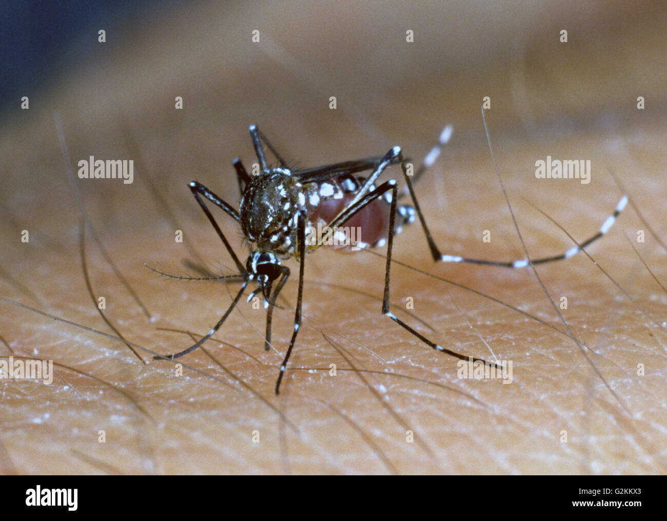 Egyptian mosquito (Aedes aegypti) feeding on blood from human hand ...