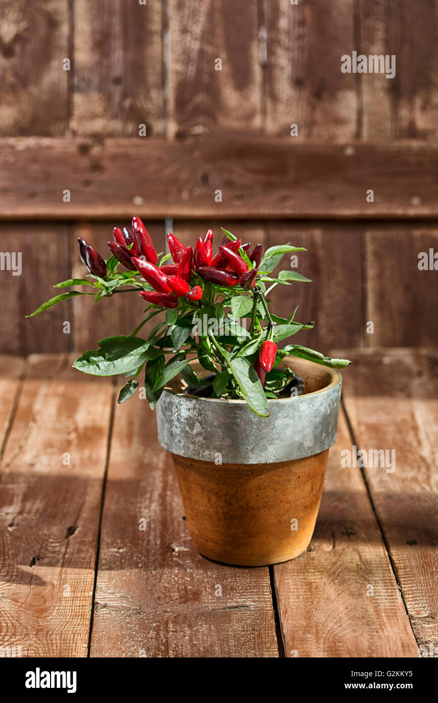 Potted chilli pepper Stock Photo - Alamy