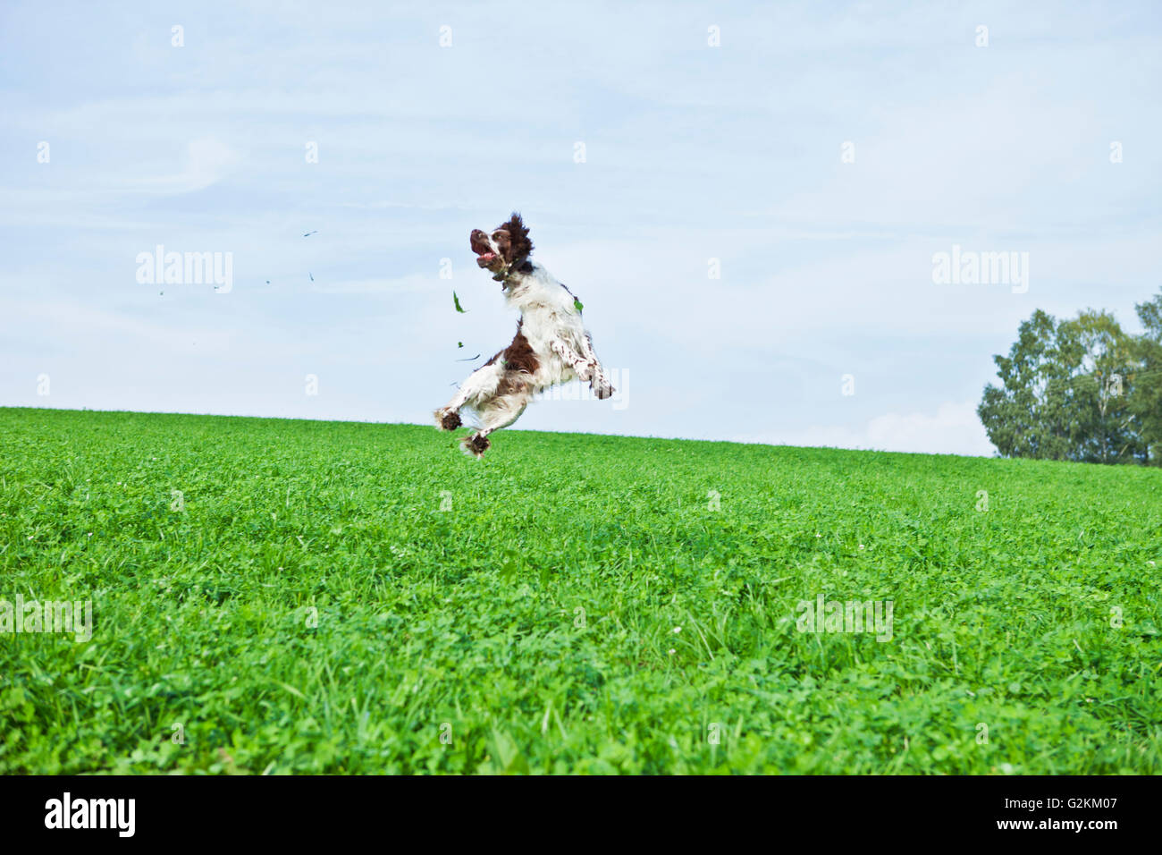 English Springer Spaniel jumping in the air on a meadow Stock Photo - Alamy