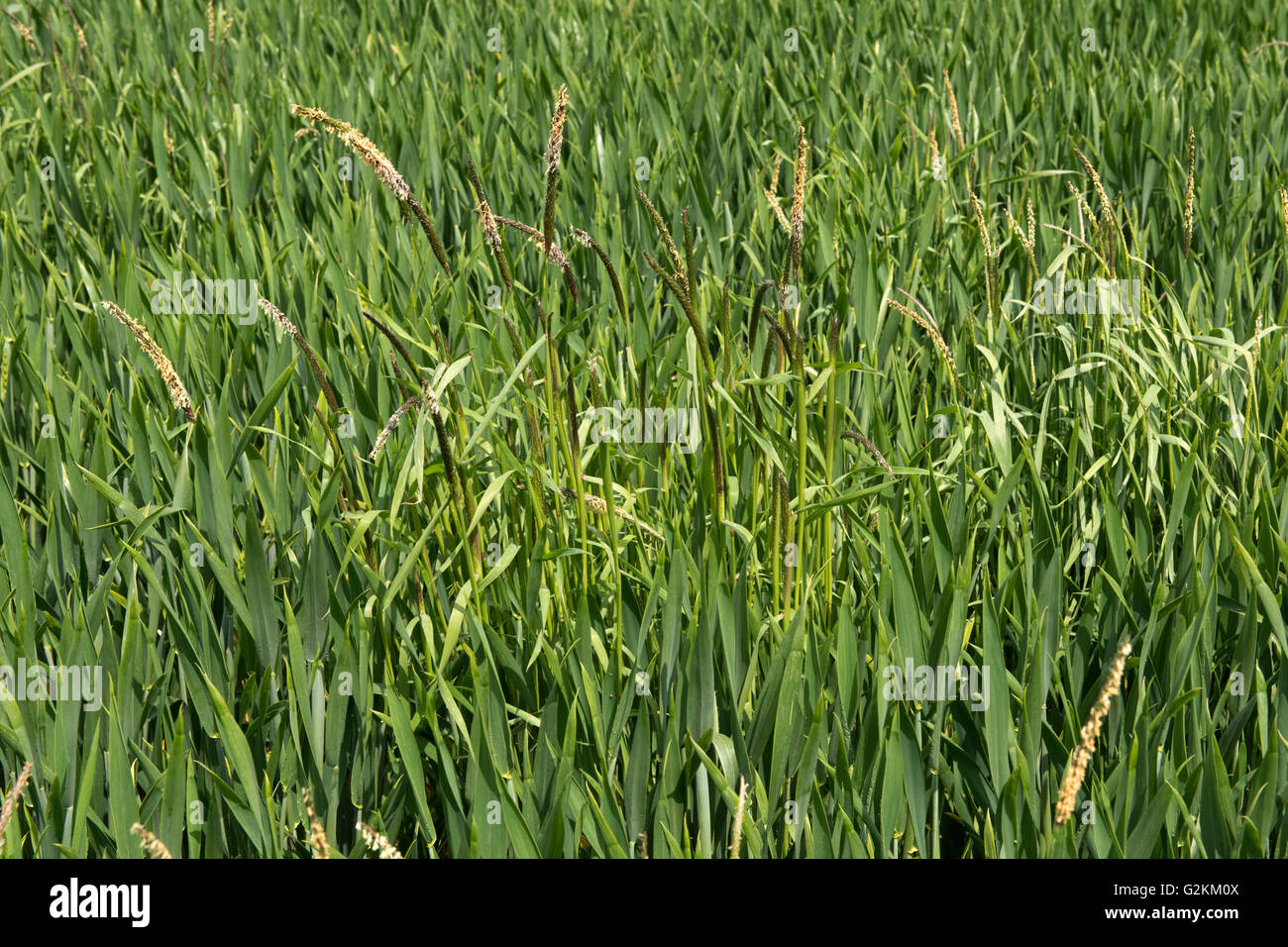 Winter Wheat Weeds