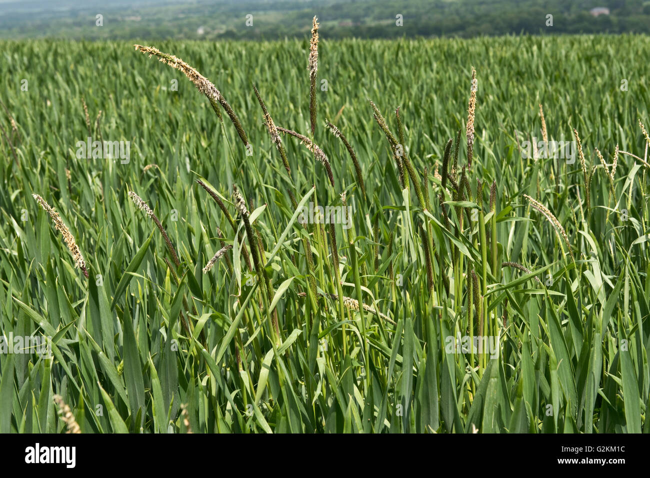 Blackgreass, Alopecurus myosuroides, flowering grass weeds in a winter ...