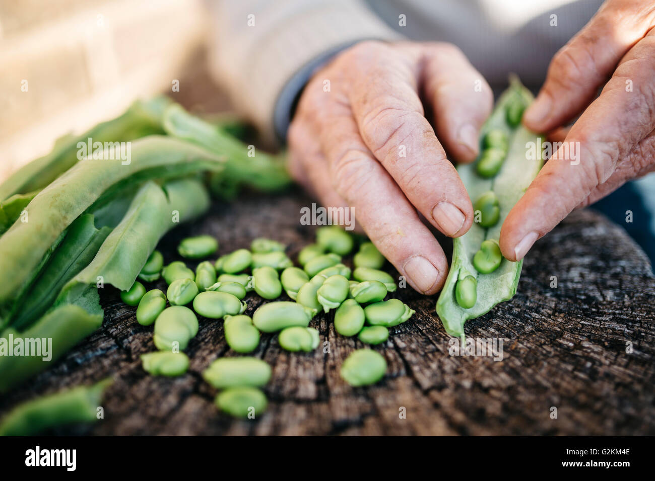 Hands of senior man peeling beans Stock Photo - Alamy